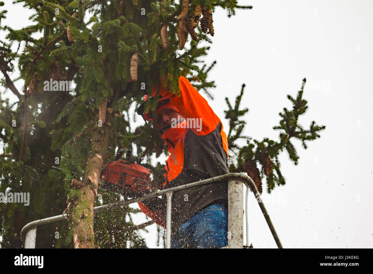 Woodcutter cutting tree chainsaw hi-res stock photography and images ...