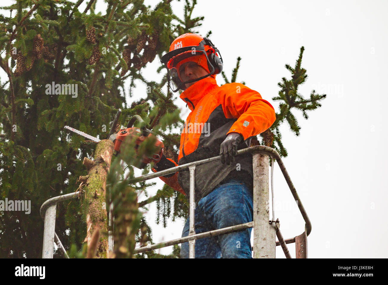 Woodcutter cutting tree with a chainsaw Stock Photo - Alamy