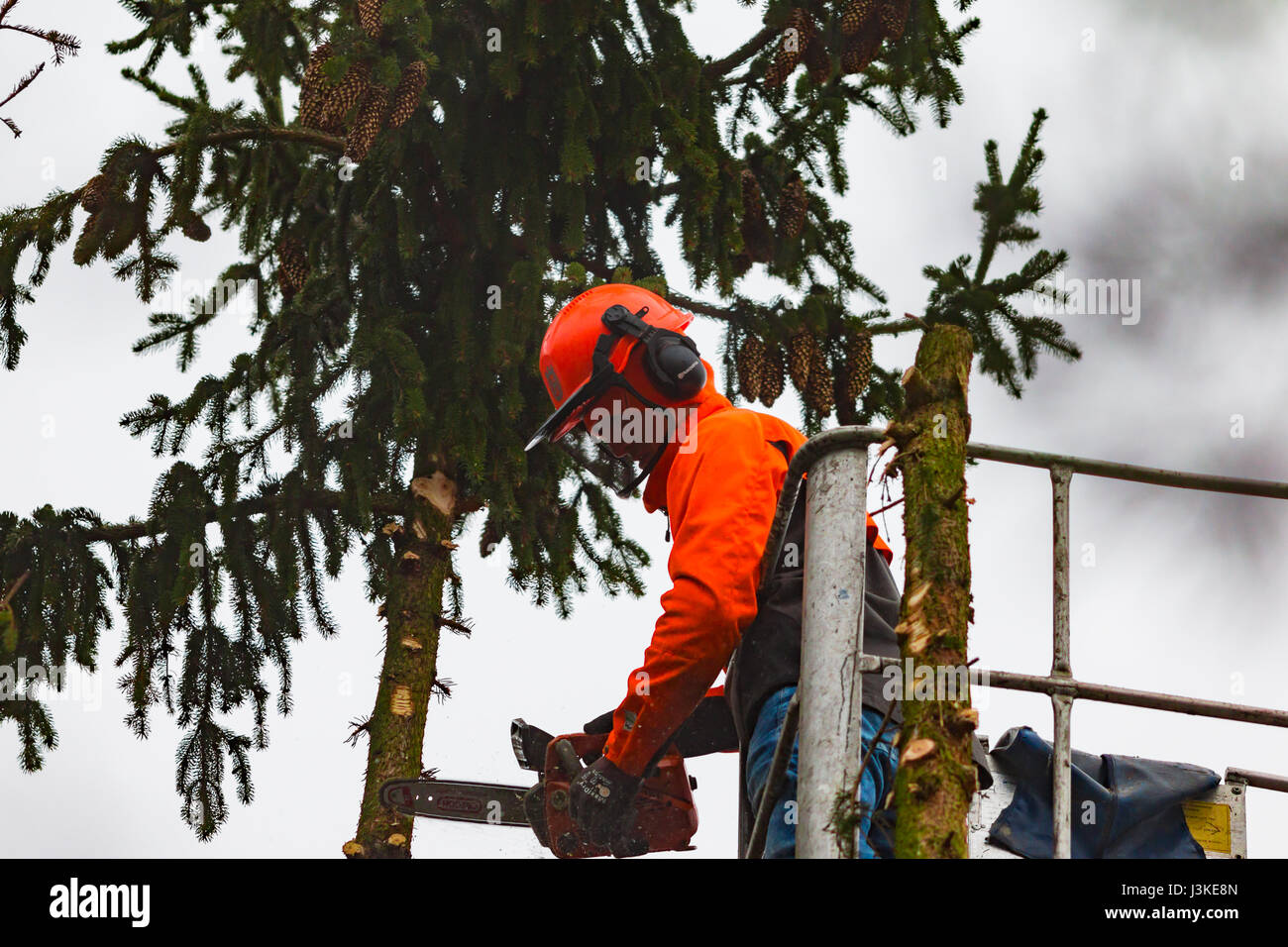 Woodcutter cutting tree with a chainsaw Stock Photo - Alamy