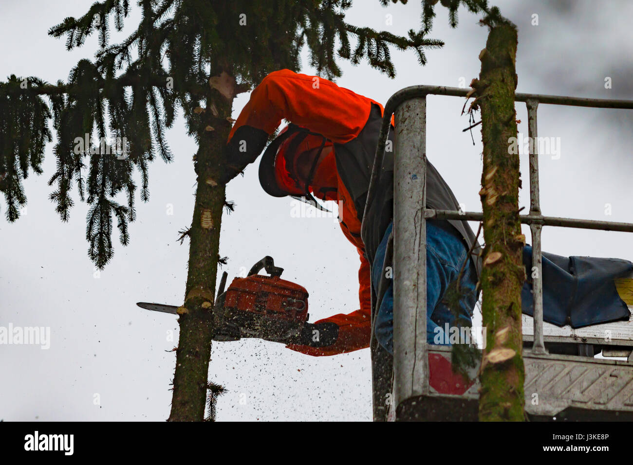 Woodcutter cutting tree with a chainsaw Stock Photo - Alamy