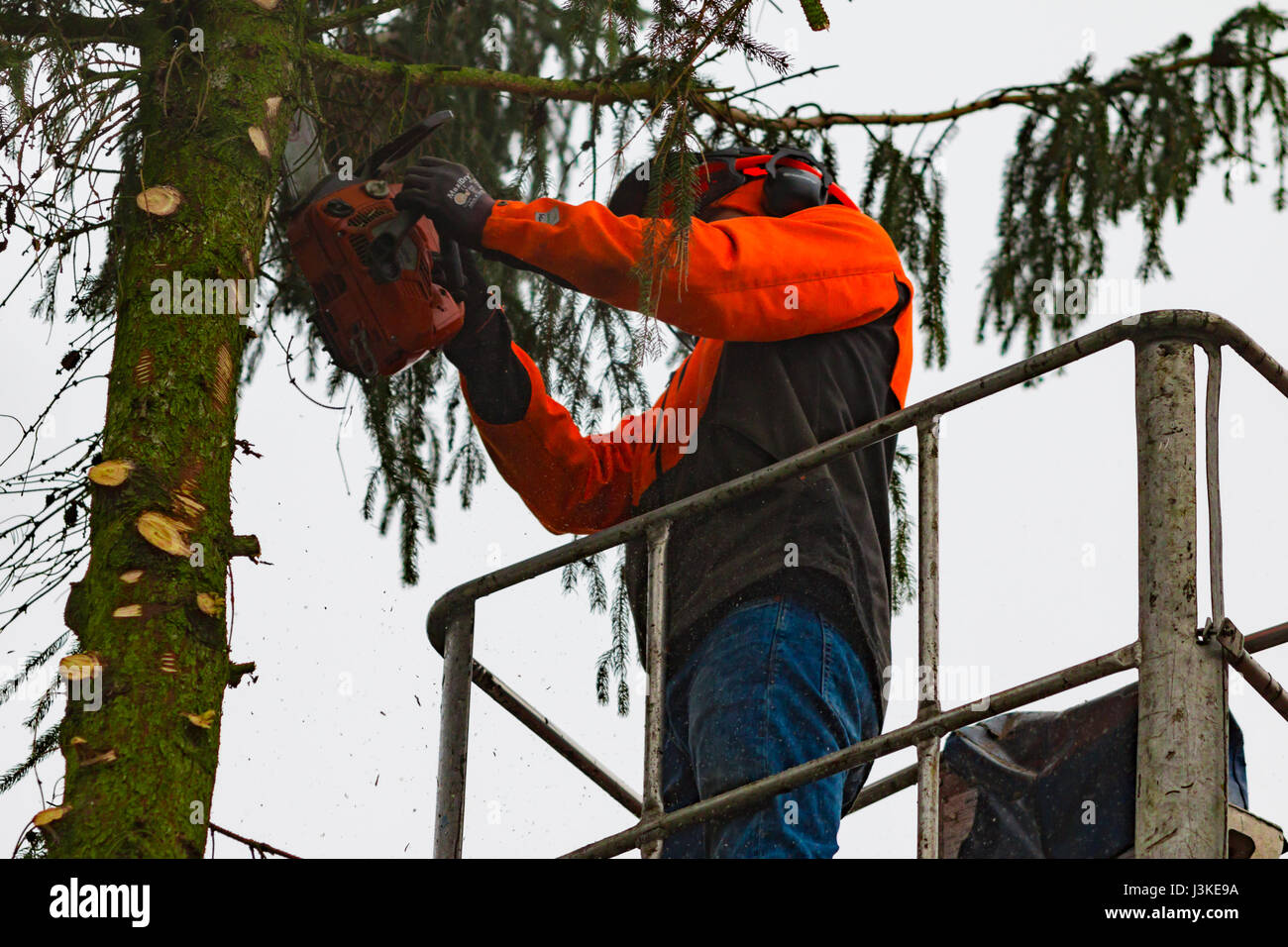 Woodcutter cutting tree with a chainsaw Stock Photo - Alamy