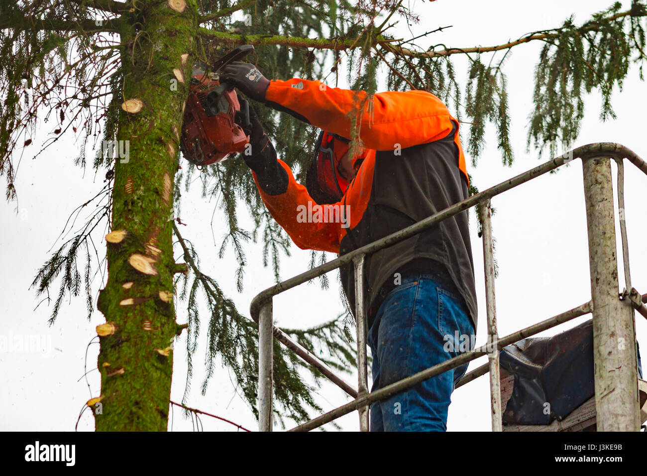Woodcutter cutting tree with a chainsaw Stock Photo - Alamy