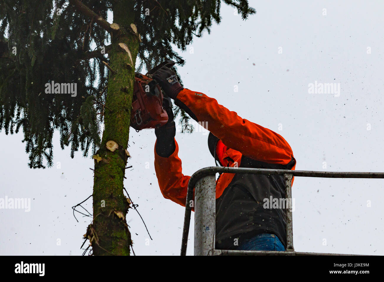 Woodcutter cutting tree with a chainsaw Stock Photo - Alamy