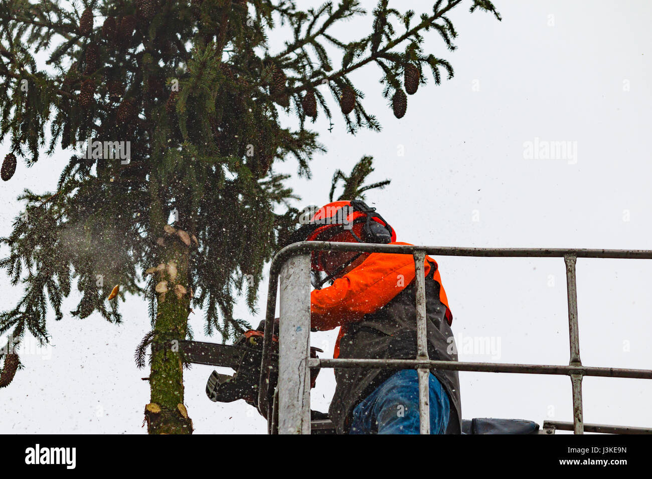 Woodcutter cutting tree with a chainsaw Stock Photo - Alamy