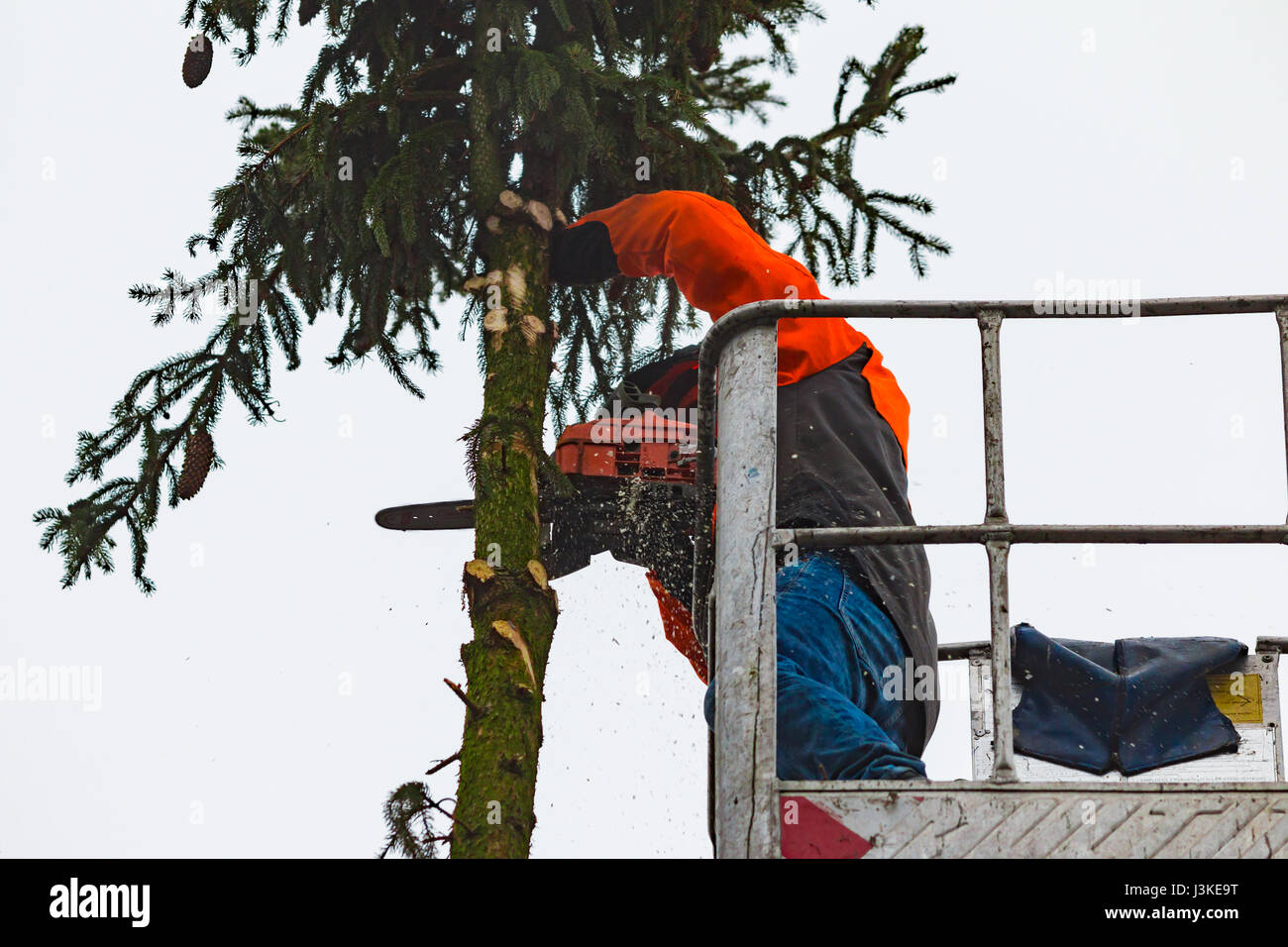 Woodcutter cutting tree with a chainsaw Stock Photo - Alamy