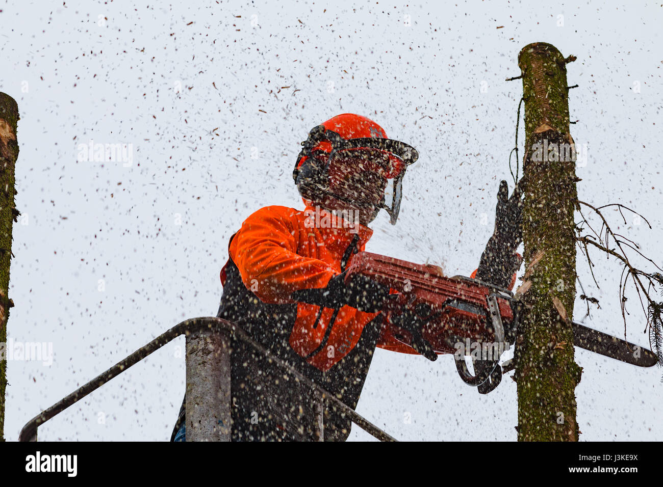 Woodcutter cutting tree with a chainsaw Stock Photo - Alamy