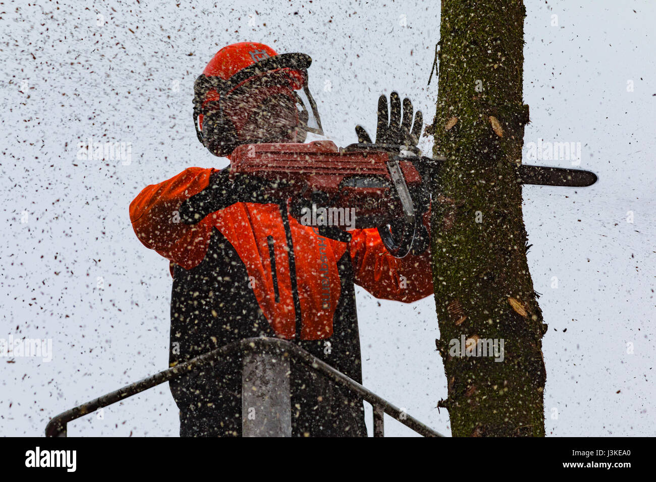 Woodcutter cutting tree with a chainsaw Stock Photo - Alamy