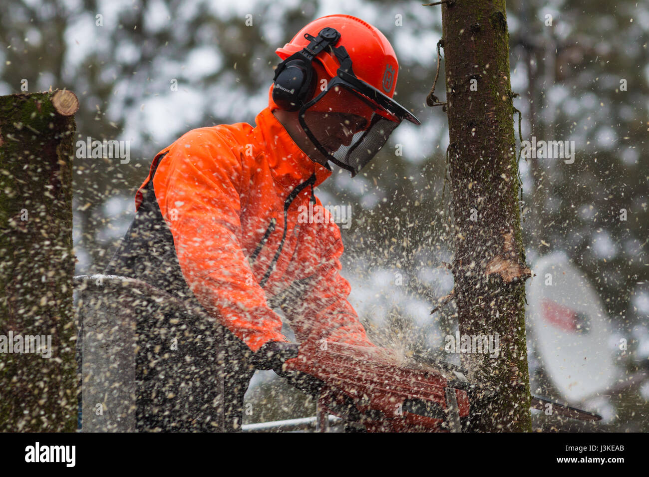 Woodcutter cutting tree with a chainsaw Stock Photo - Alamy