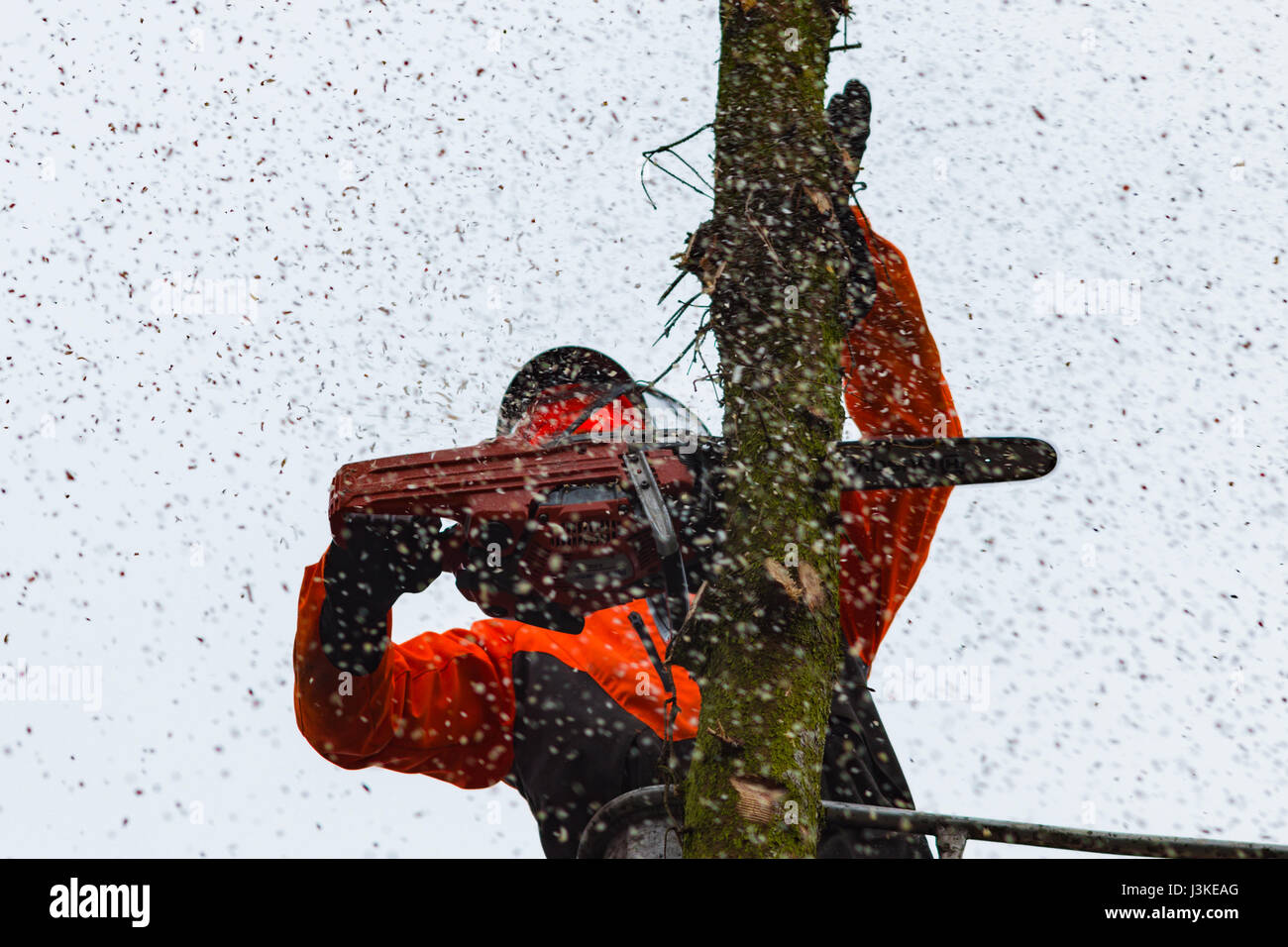 Woodcutter cutting tree with a chainsaw Stock Photo - Alamy
