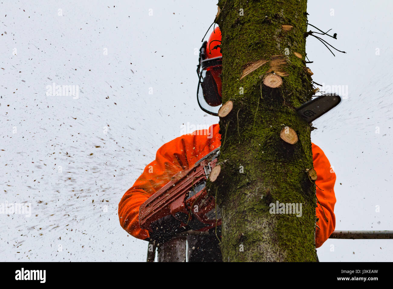 Woodcutter cutting tree with a chainsaw Stock Photo - Alamy