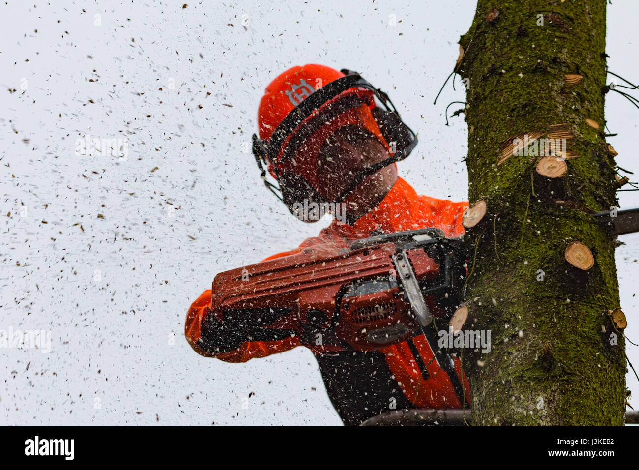 Woodcutter cutting tree with a chainsaw Stock Photo - Alamy