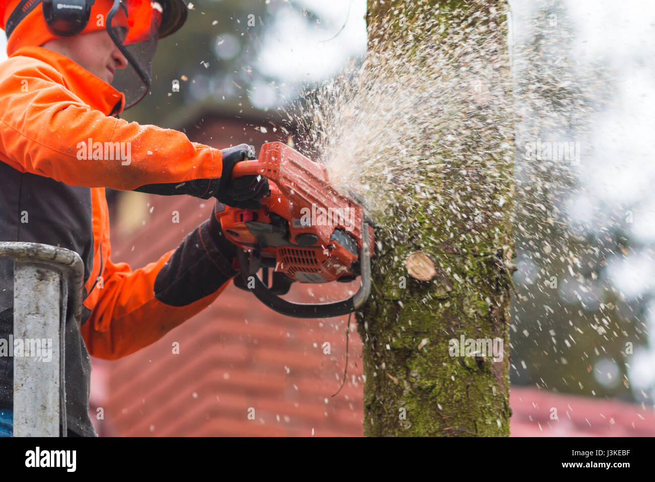 Woodcutter cutting tree with a chainsaw Stock Photo - Alamy