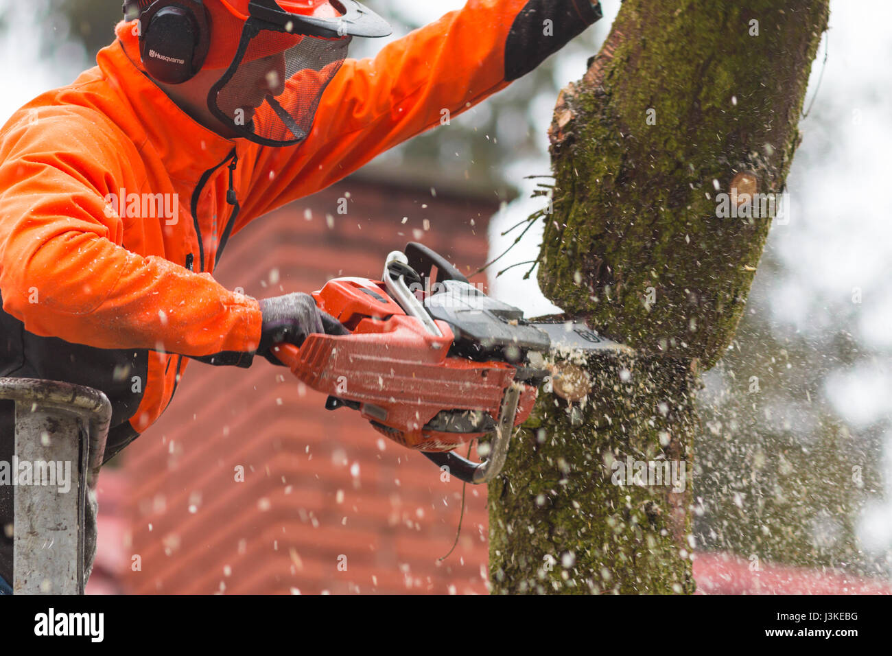 Woodcutter cutting tree with a chainsaw Stock Photo - Alamy