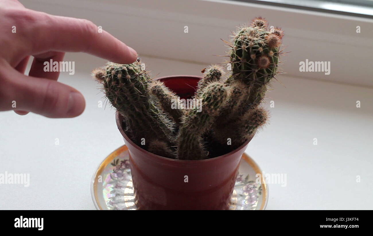 a young man touches a cactus, ouch,it very hurts Stock Photo - Alamy