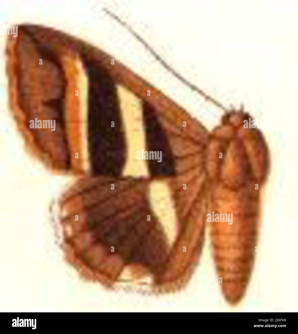 Grammodes hi-res stock photography and images - Alamy