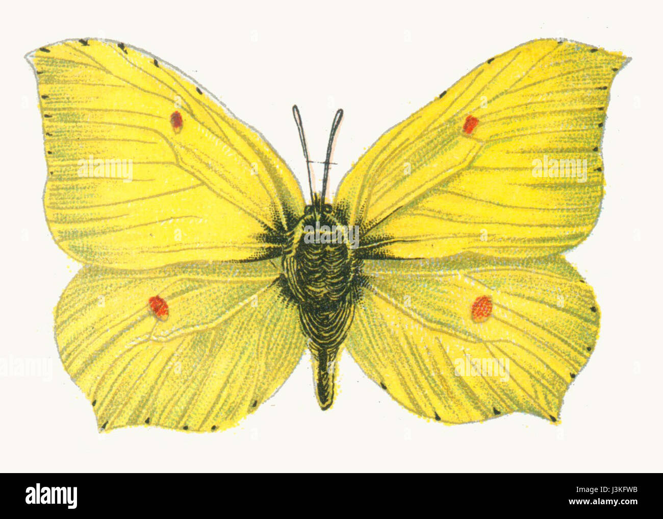 Commonly seen in the spring hi-res stock photography and images - Alamy