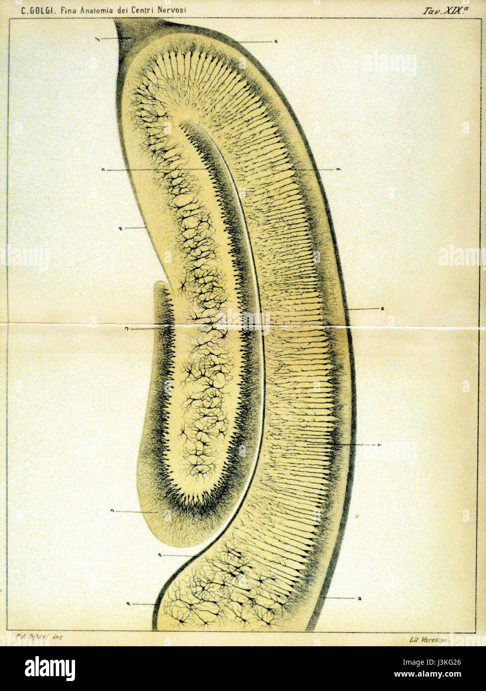 Golgi apparatus function hi-res stock photography and images - Alamy