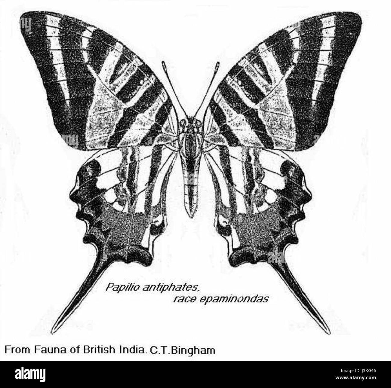 Graphium antiphates hi-res stock photography and images - Alamy