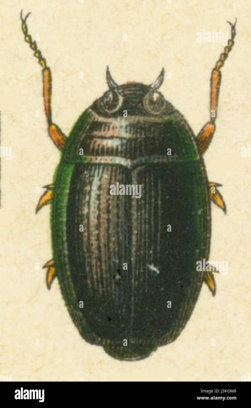 Gyrinus genus hi-res stock photography and images - Alamy