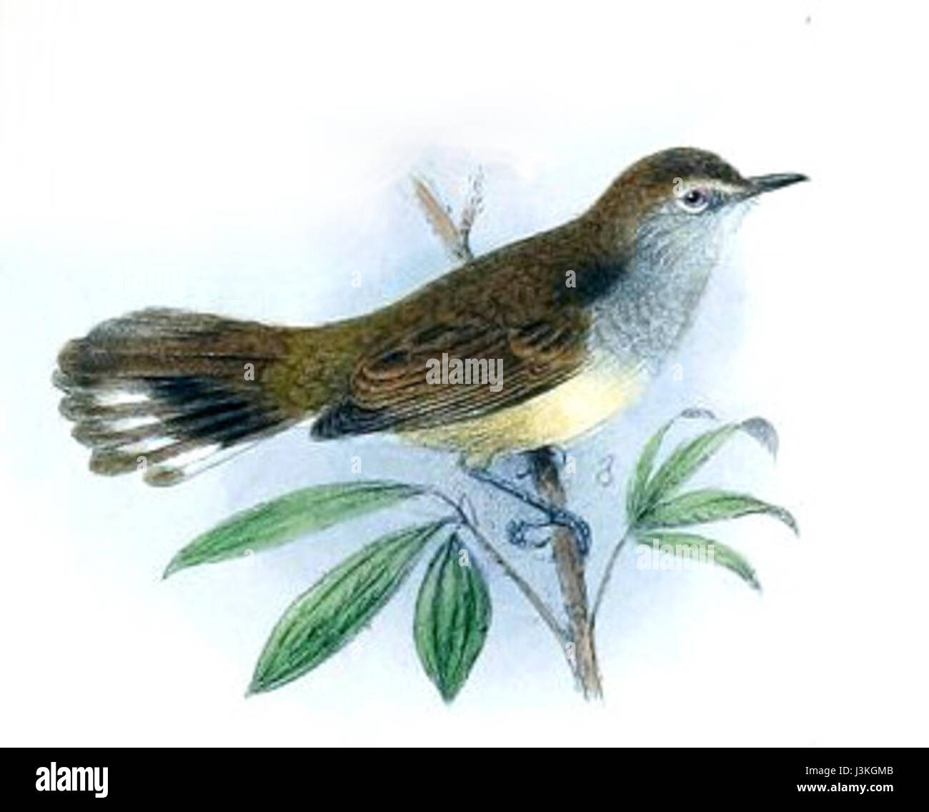 Gerygone insularis, commonly known as the island gerygone, is a small ...