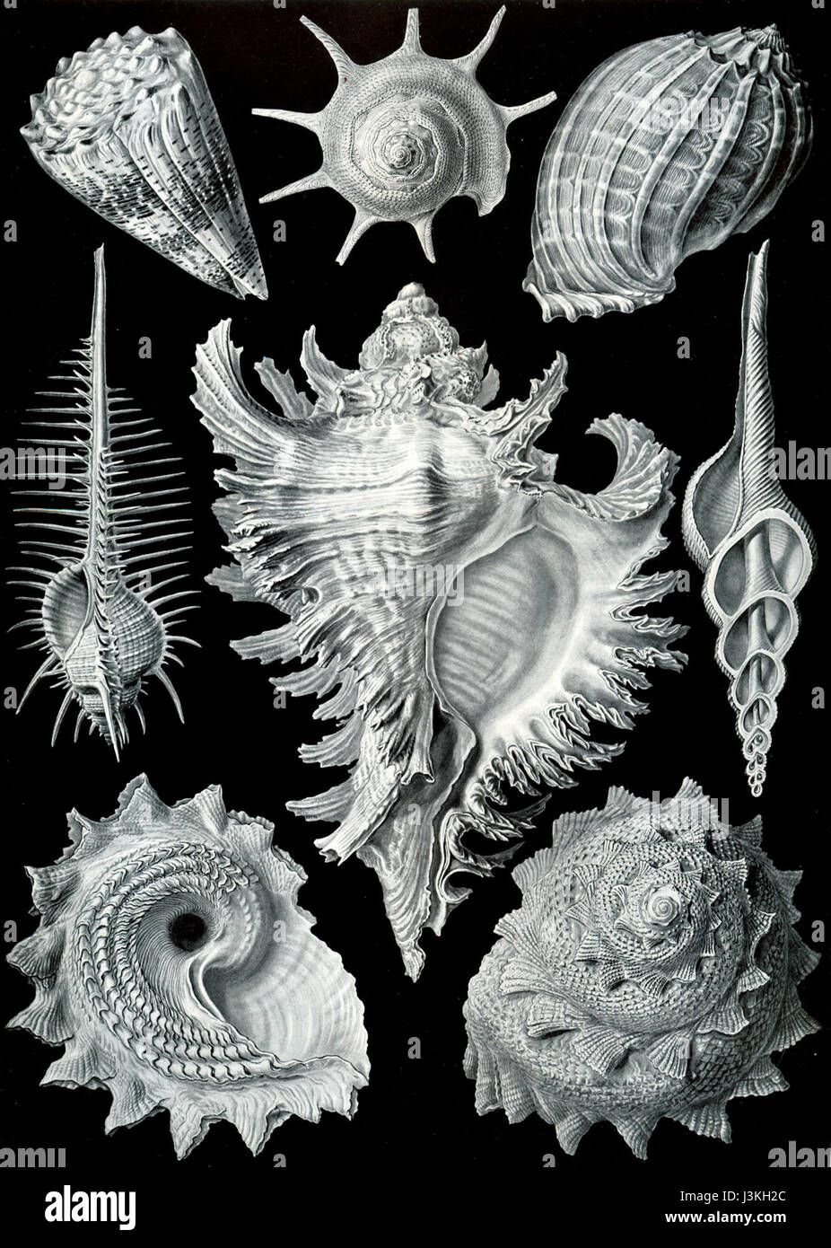 Ernst Haeckel s Prosobranchia Refers To A Group Of Marine Gastropod ernst-haeckel-s-prosobranchia-refers-to-a-group-of-marine-gastropod