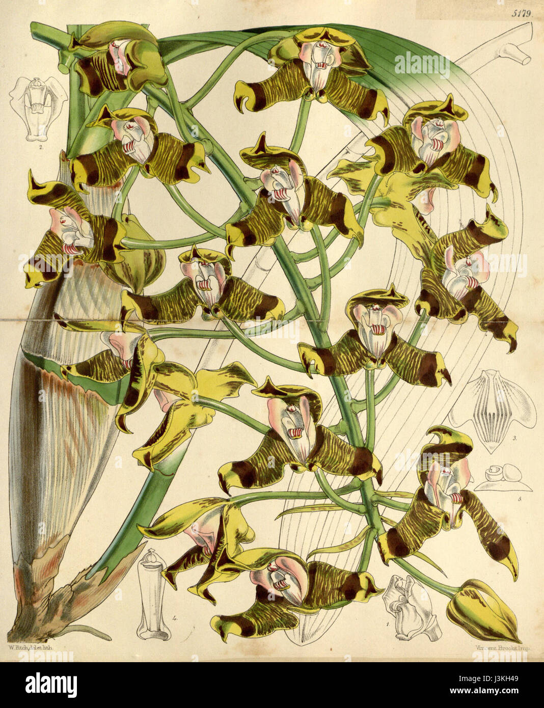 Grammangis ellisii, originally classified as Grammatophyllum ellisii ...