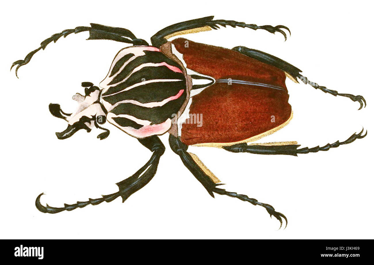 Goliathus goliathus hi-res stock photography and images - Alamy