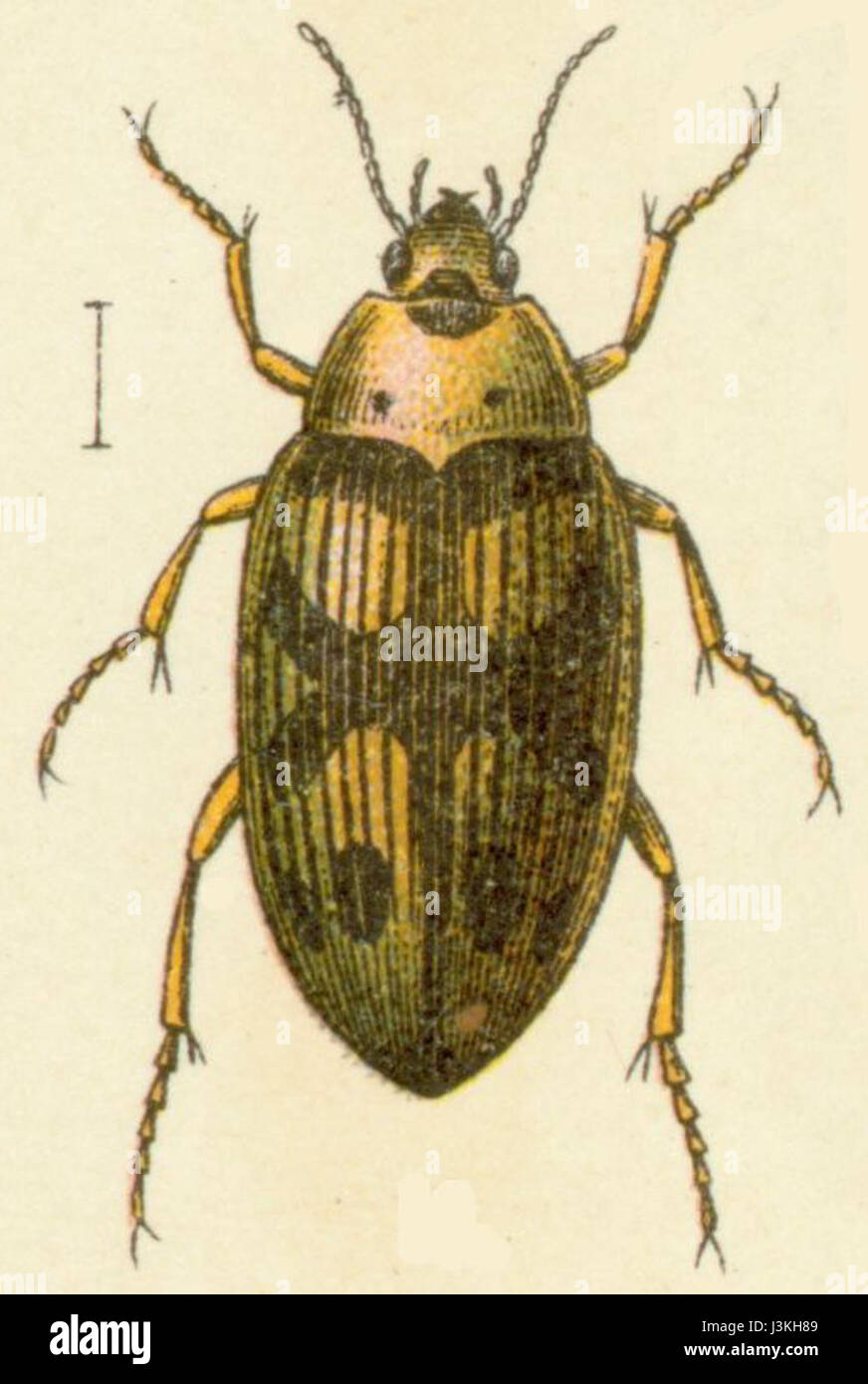 Diversity beetles living in hi-res stock photography and images - Alamy