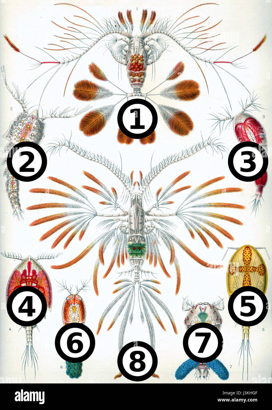Haeckel Copepoda big spots Stock Photo - Alamy