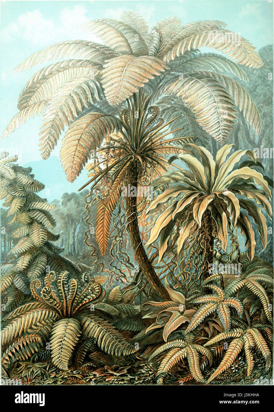 Ernst Haeckel's 'Filicinae' refers to his studies on ferns, exploring ...