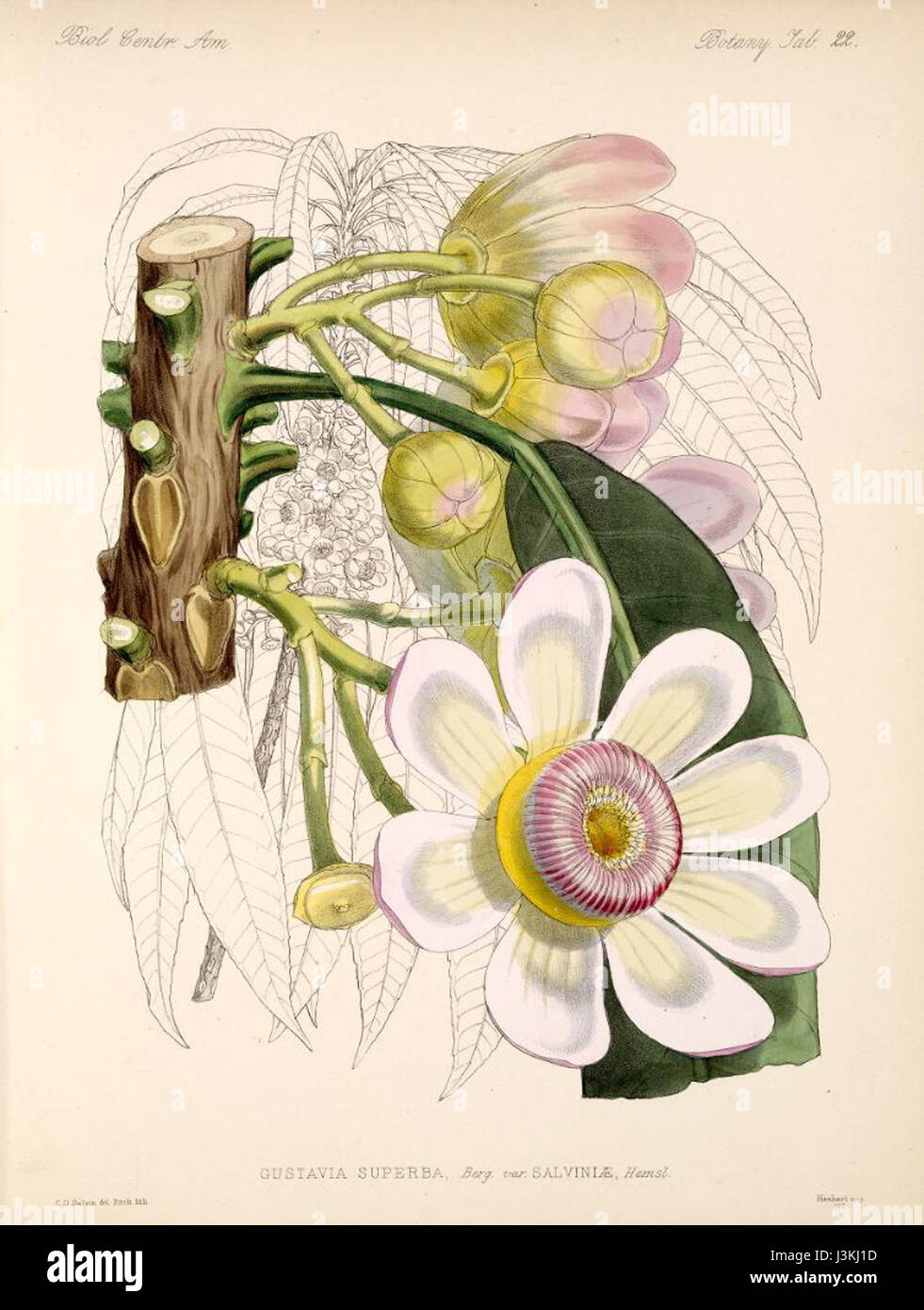 Gustavia map hi-res stock photography and images - Alamy