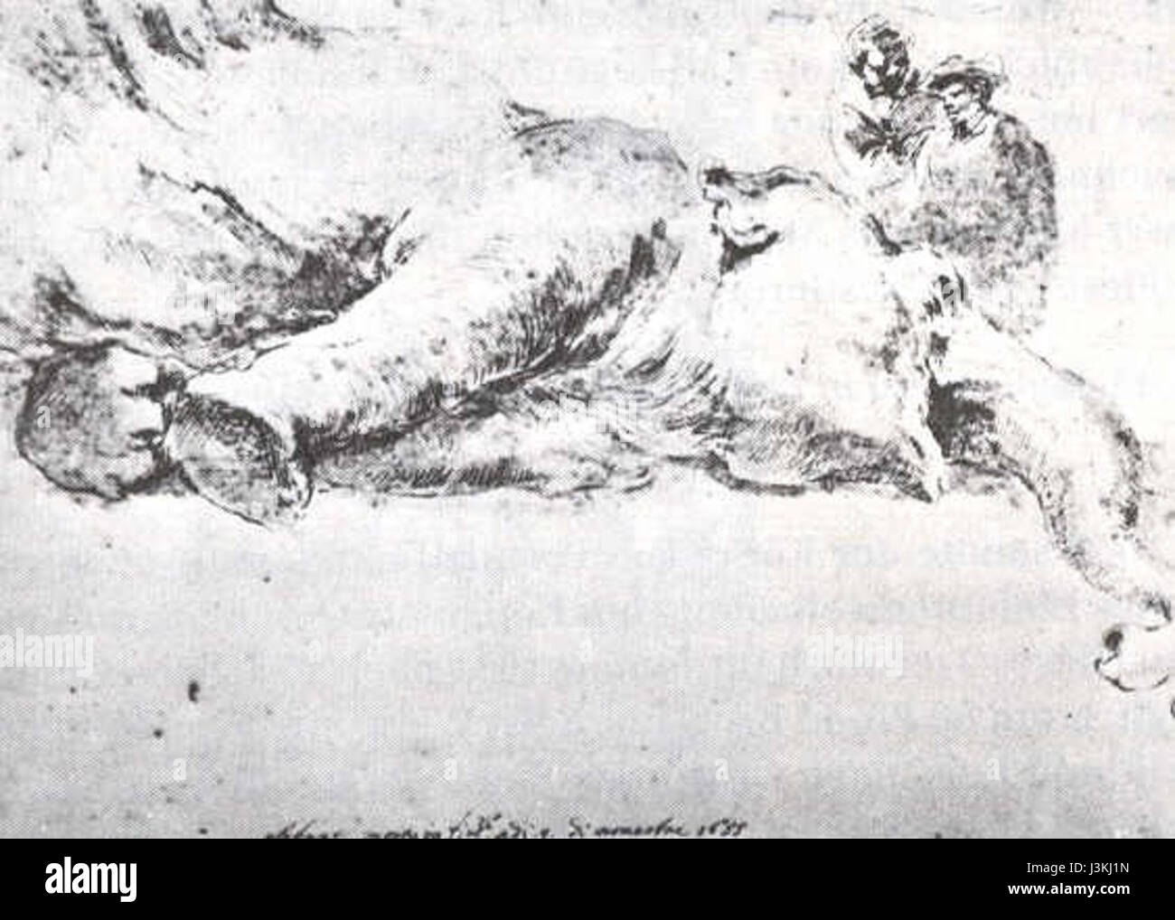 Hansken hi-res stock photography and images - Alamy