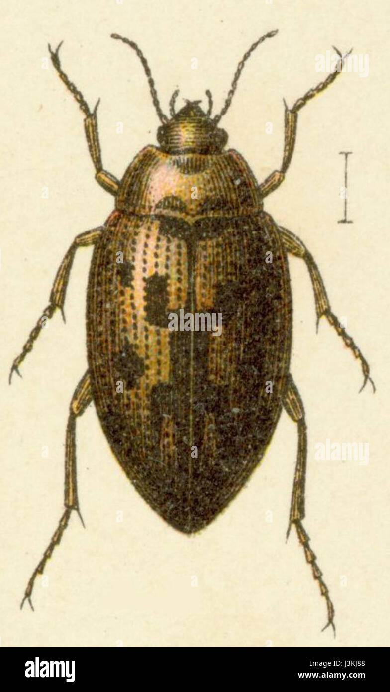 Haliplus variegatus hi-res stock photography and images - Alamy