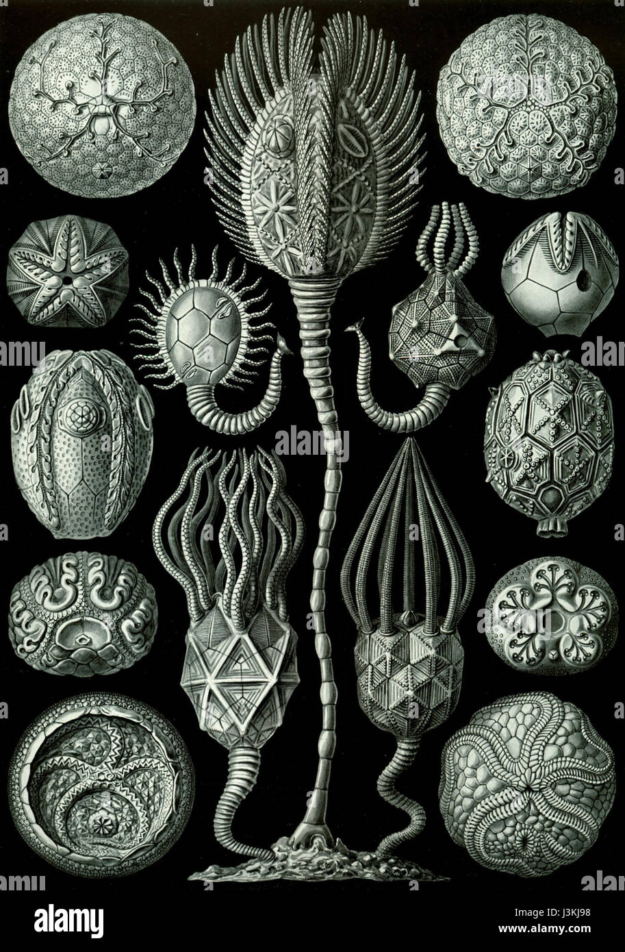 Cystoidea hi-res stock photography and images - Alamy