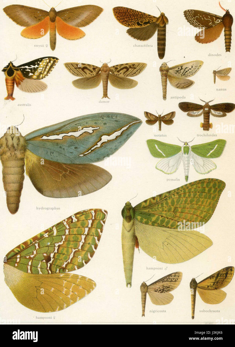 Hepialidae, also known as ghost moths, are a family of moths known for ...