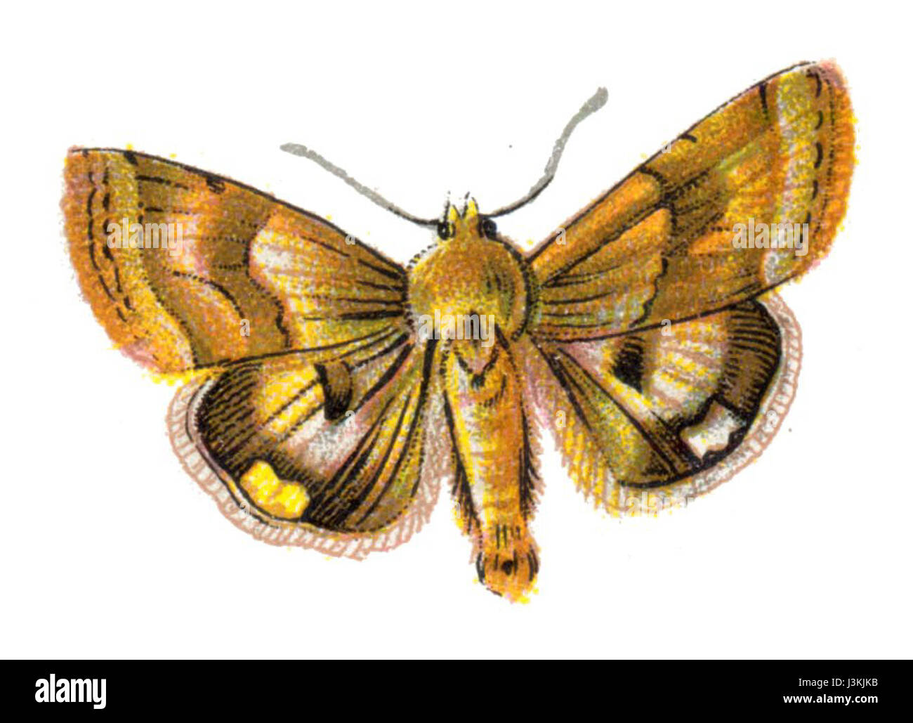 Heliothis moth hi-res stock photography and images - Alamy