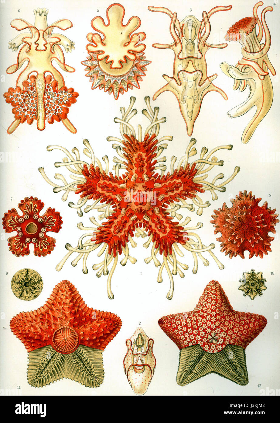 Haeckel's Asteridea is a detailed illustration of star-shaped organisms ...