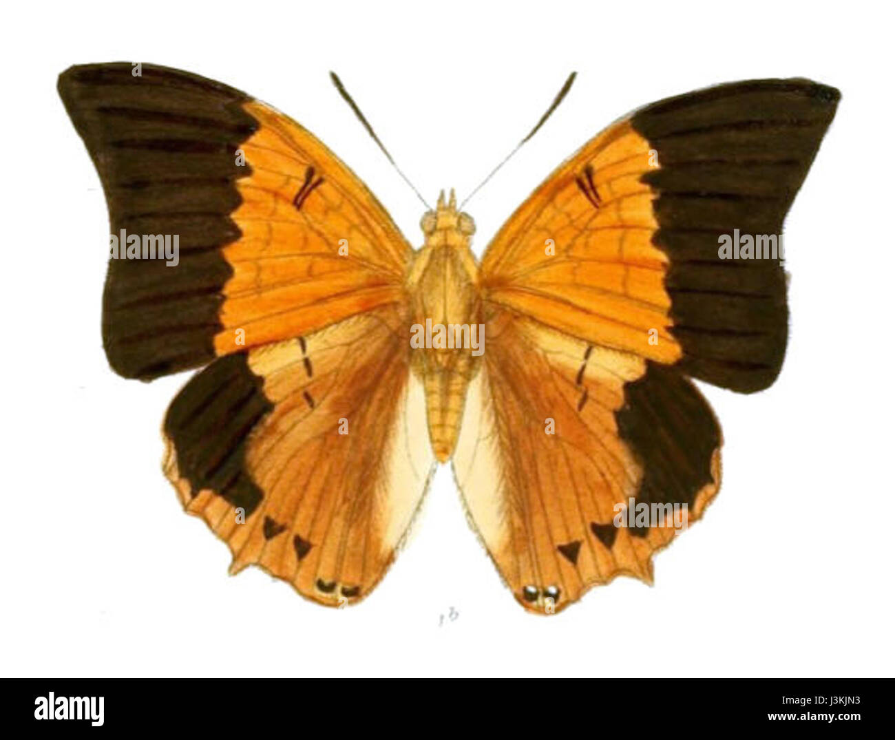 An image of a manuscript page labeled 'HaridraImna169 1b', possibly ...