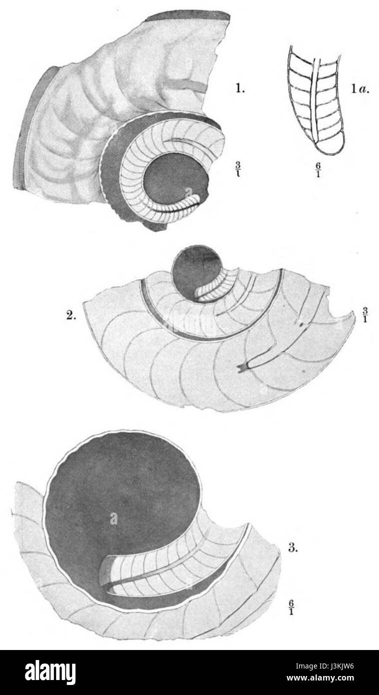 Paleontological work studies fossil Black and White Stock Photos ...