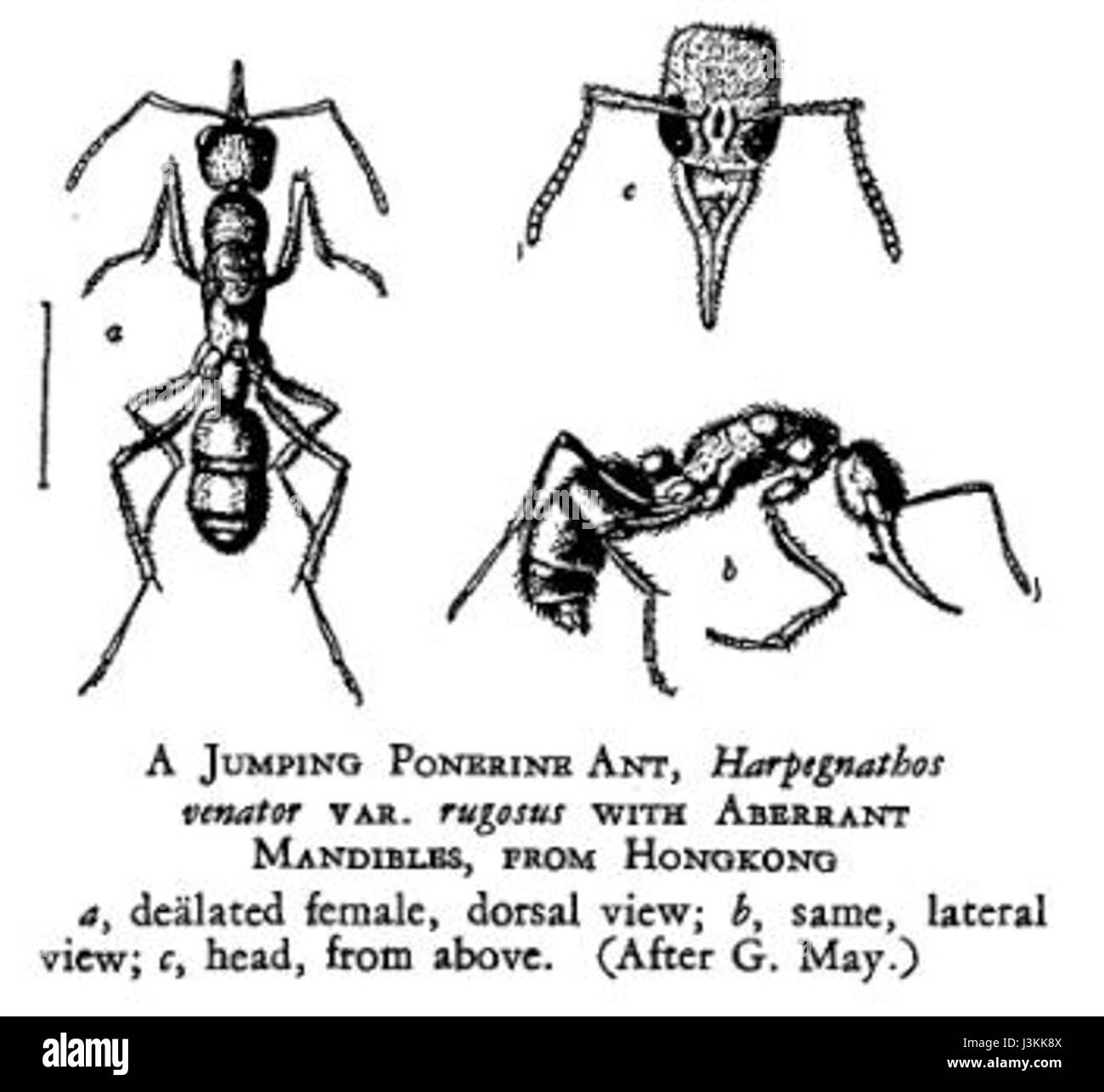 Predatory ants Cut Out Stock Images & Pictures - Alamy