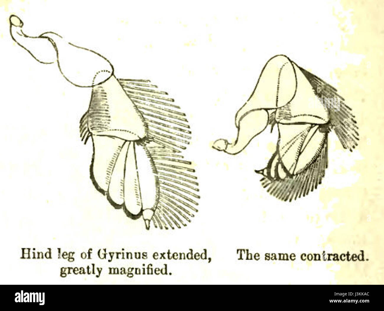 Gyrinus genus hi-res stock photography and images - Alamy