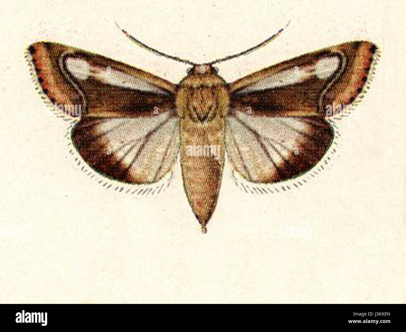 Heliothis moth hi-res stock photography and images - Alamy