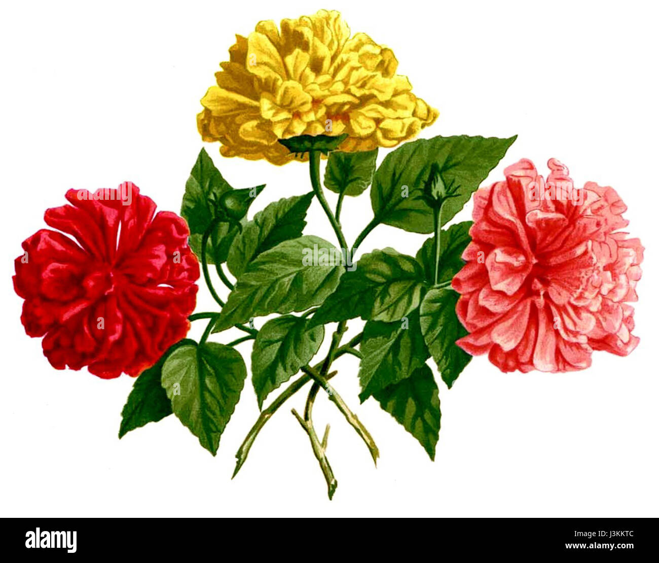 *Hibiscus rosa sinensis*, commonly known as the Chinese hibiscus, is a ...