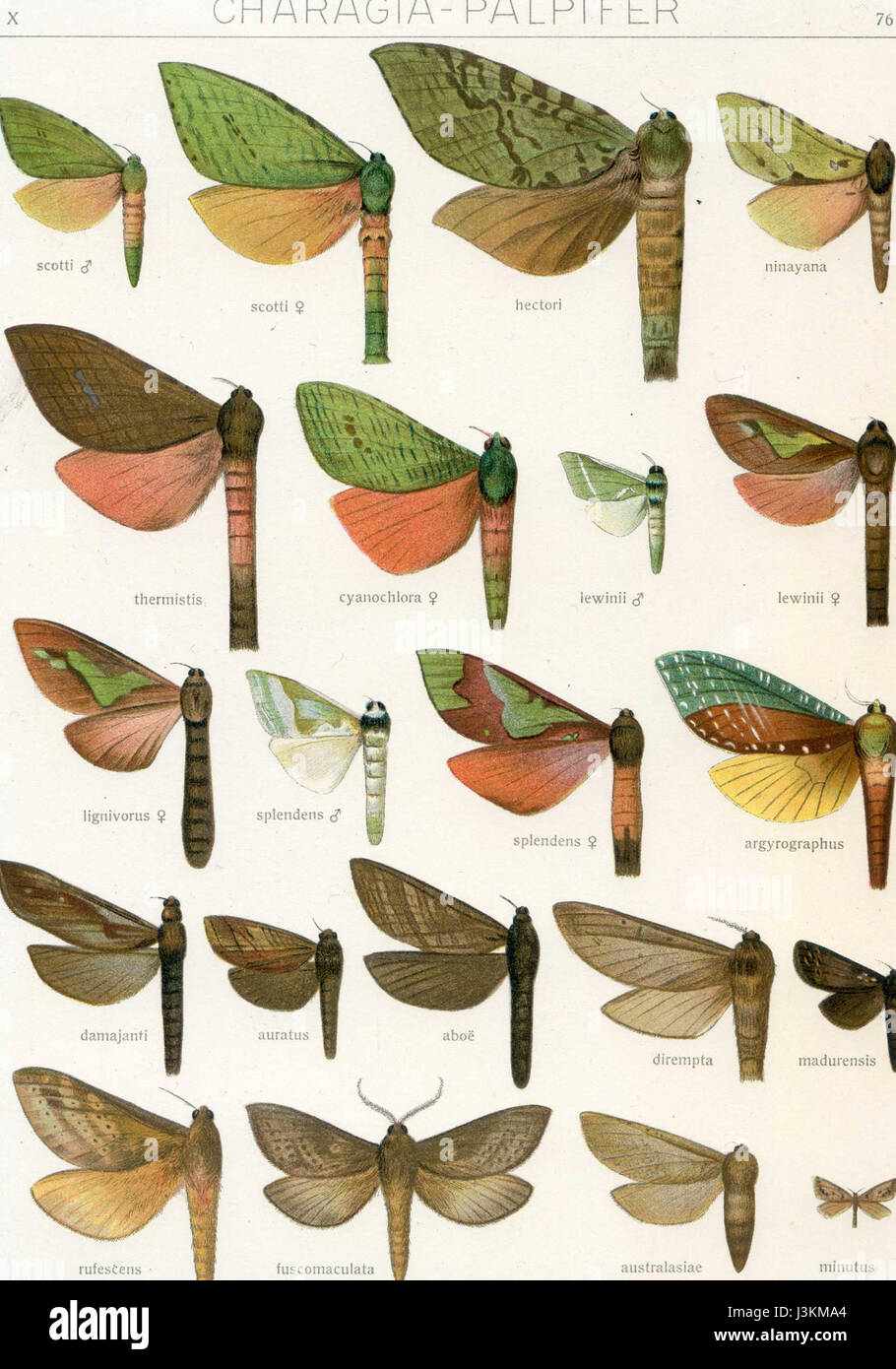 Hepialidae is a family of moths known for their large size and ...