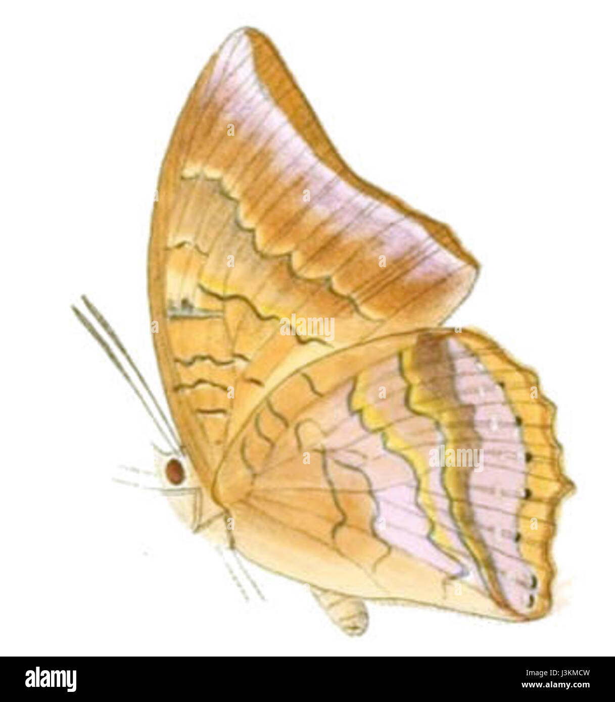 1st depiction Cut Out Stock Images & Pictures - Alamy