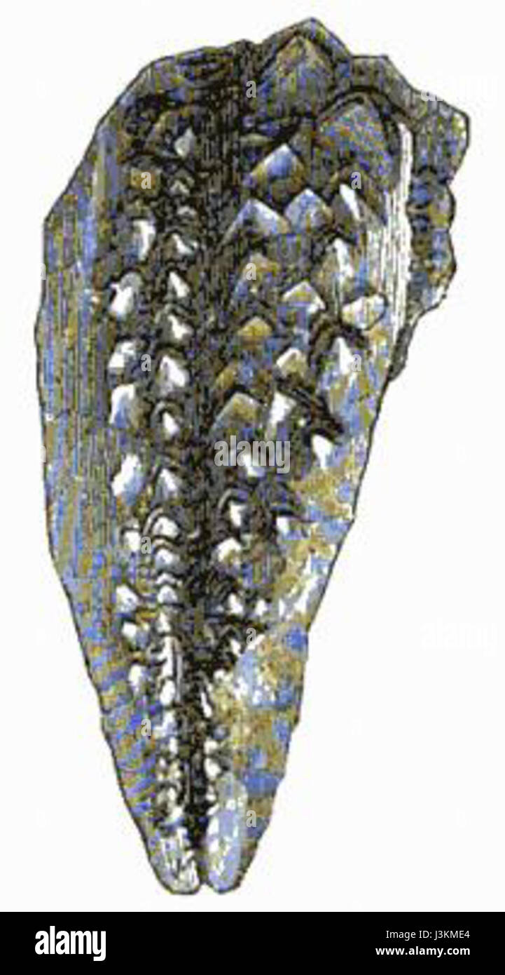 Hyperodapedon huxleyi maxilla Stock Photo - Alamy