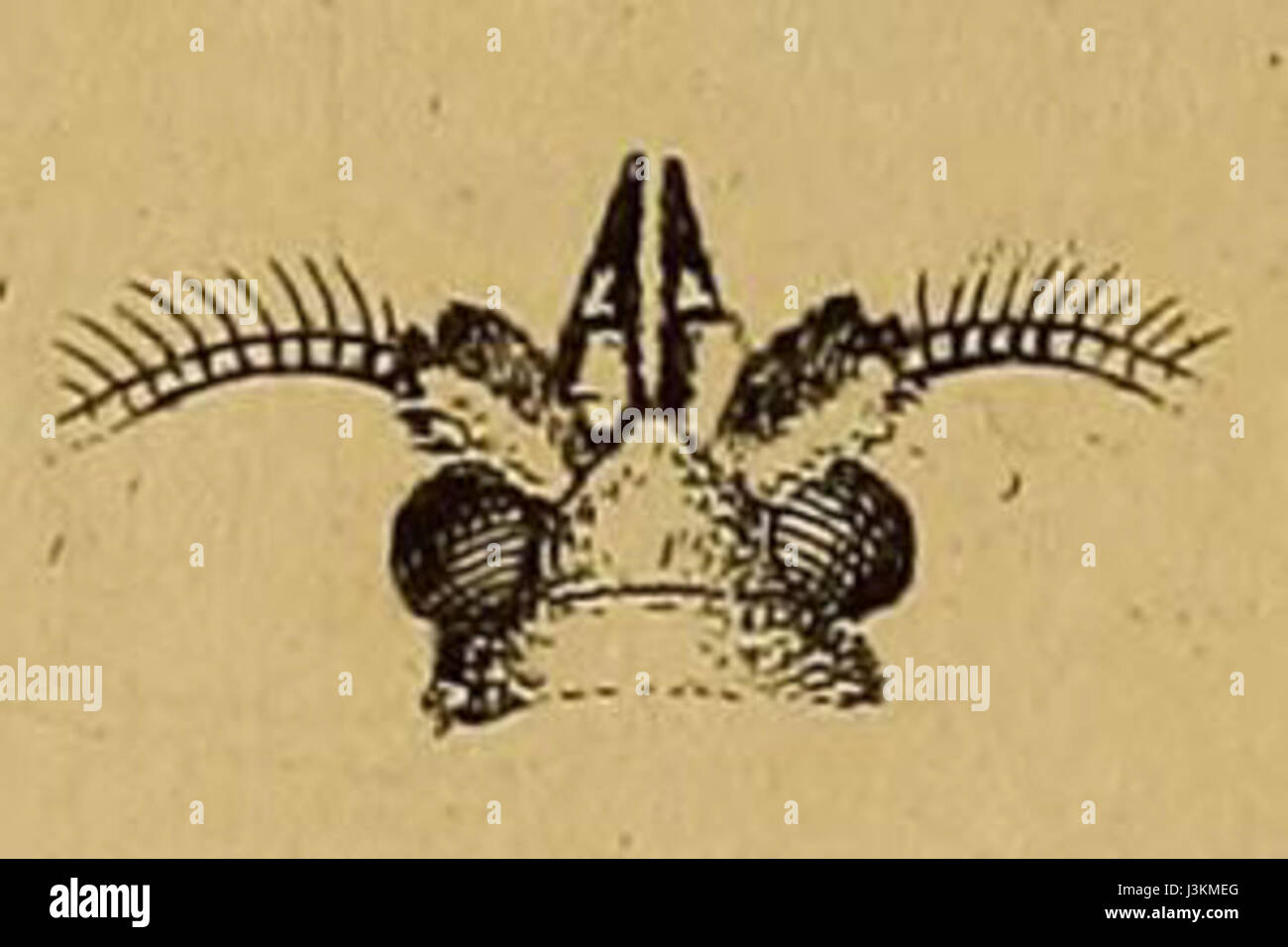 The head of Hypotia infulalis, a species of moth, is shown in detail ...