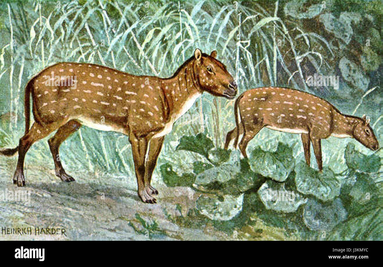 Videos Of The Eohippus