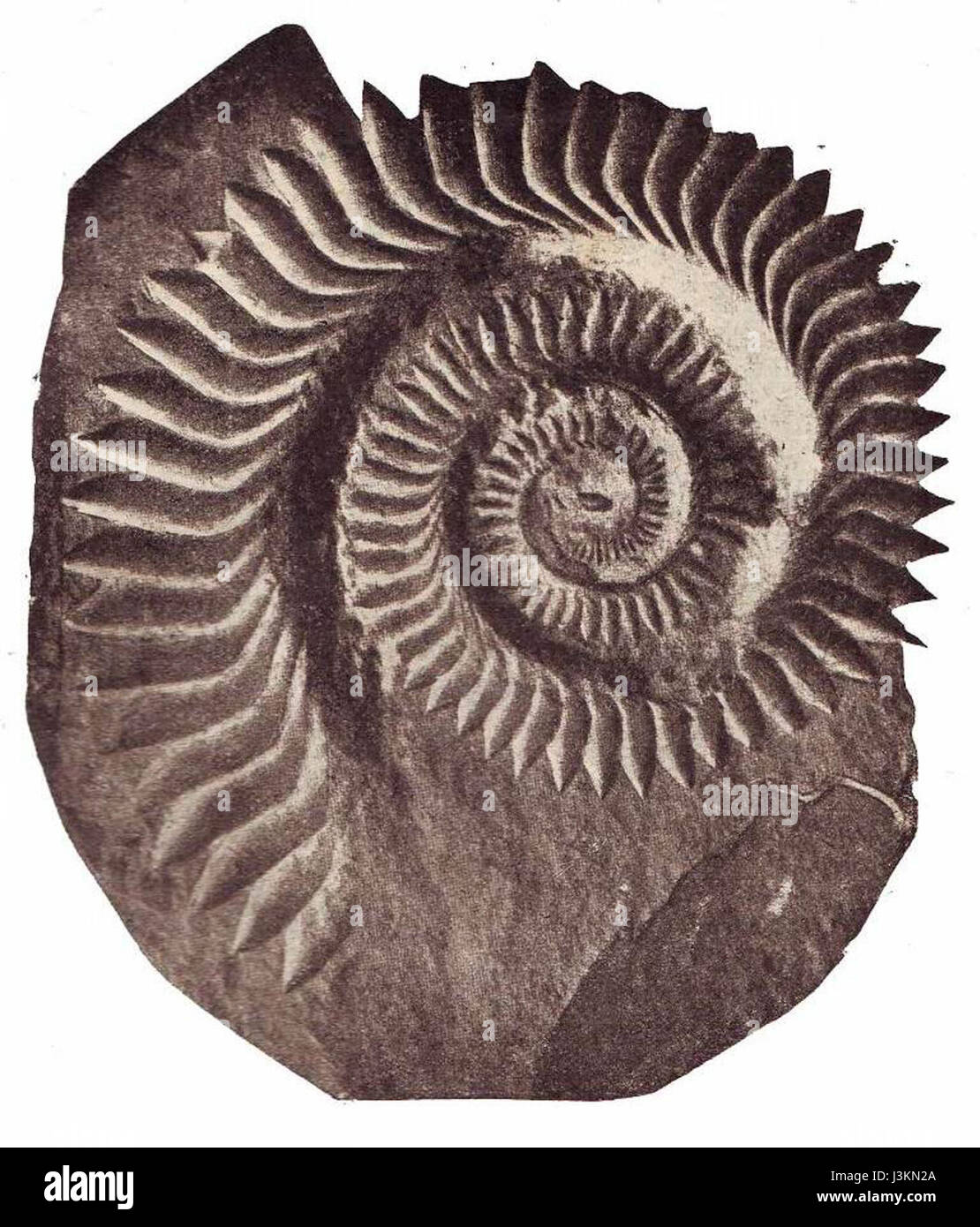 Helicoprion illustration hi-res stock photography and images - Alamy
