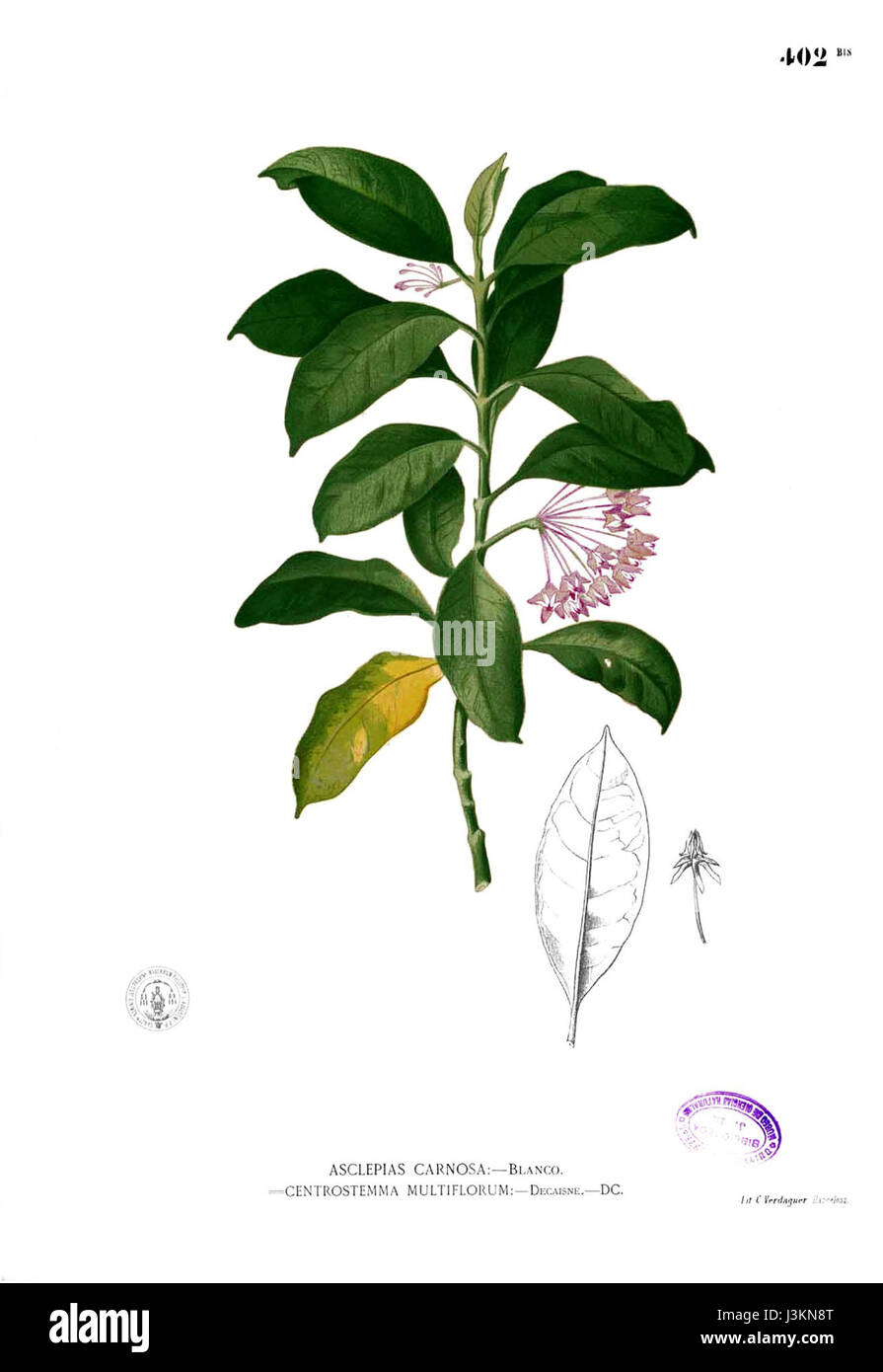 Popular cultivation plant Cut Out Stock Images & Pictures - Alamy